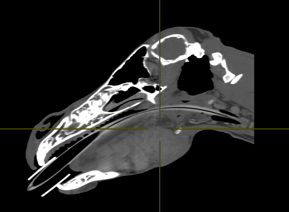 Congratulations to the inaugural ACVR-EDI Diplomates! – American ...