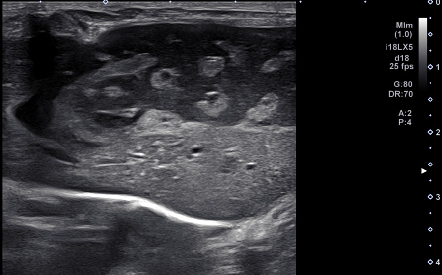 Join The ACVR – American College of Veterinary Radiology