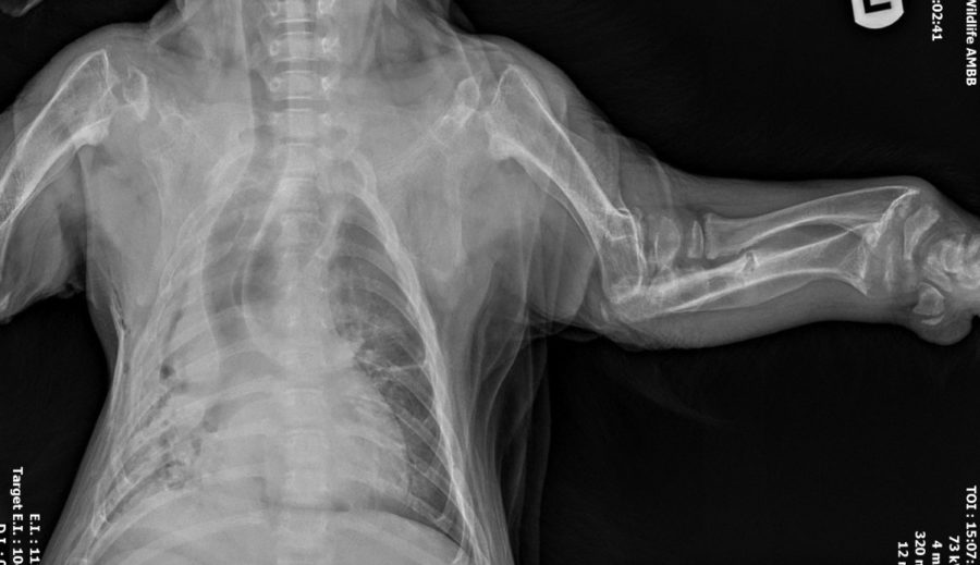 Approximately 11-month old, female, American Black Bear (Ursus ...