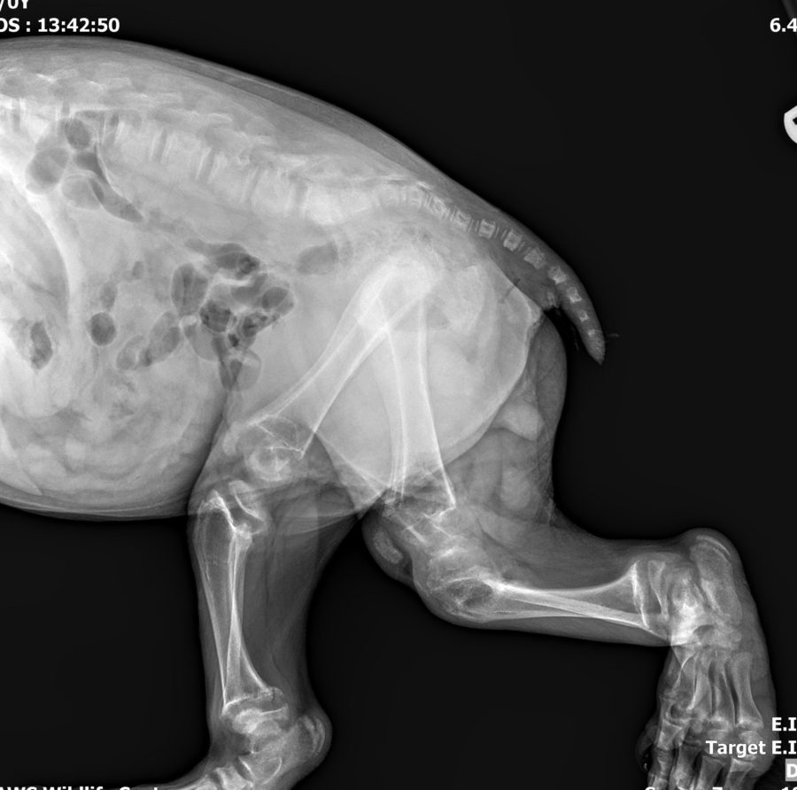 Approximately 11-month old, female, American Black Bear (Ursus ...