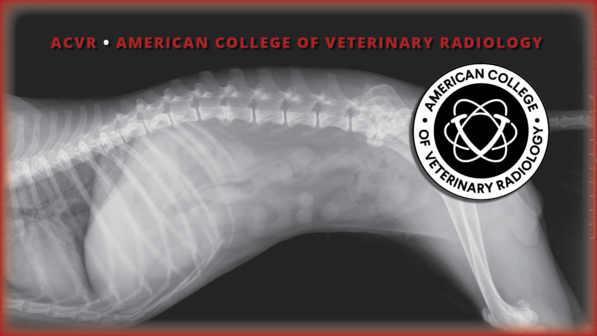 ACVR Powerpoint Templates, Zoom Backgrounds & Letterhead – American ...