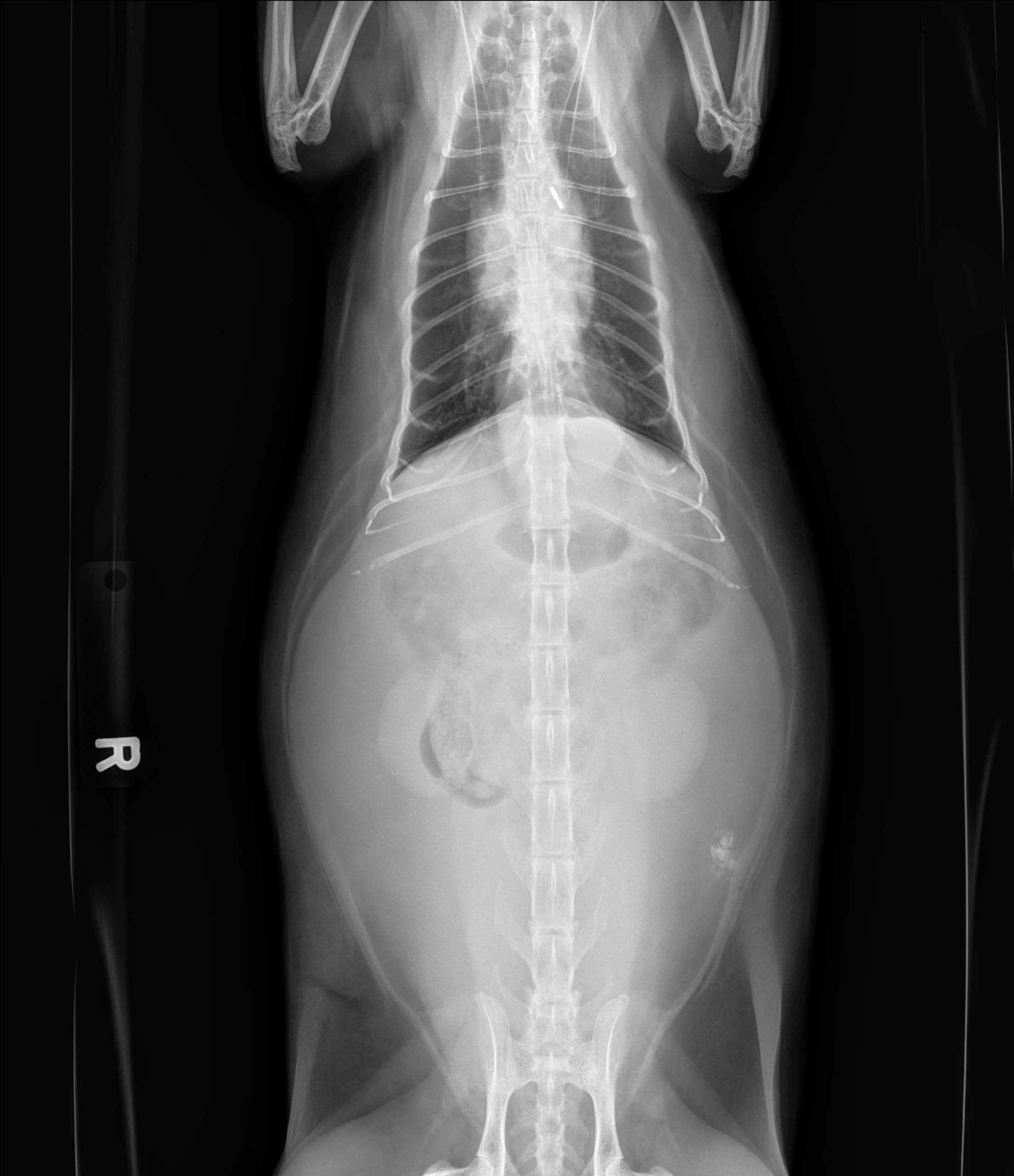 Case 8: 10-year-old male neutered Lynx cat – American College of ...